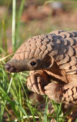 Animals that have Sticky Tongues