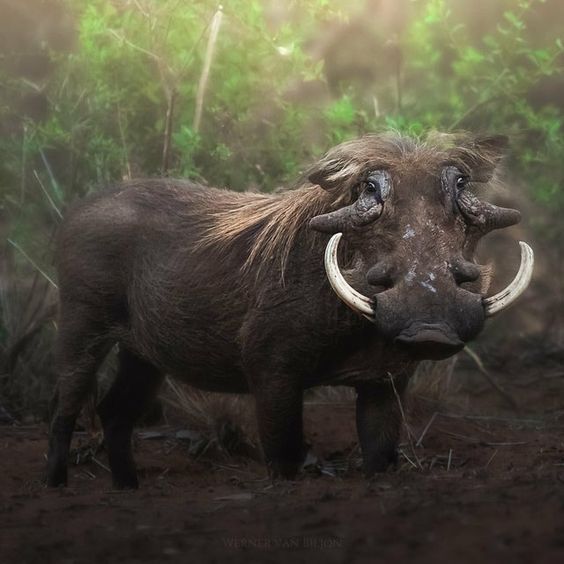 जंगली सूअर के दांत हैं बड़े काम के, कीमत उड़ा देगी होश! - Wild boars ...