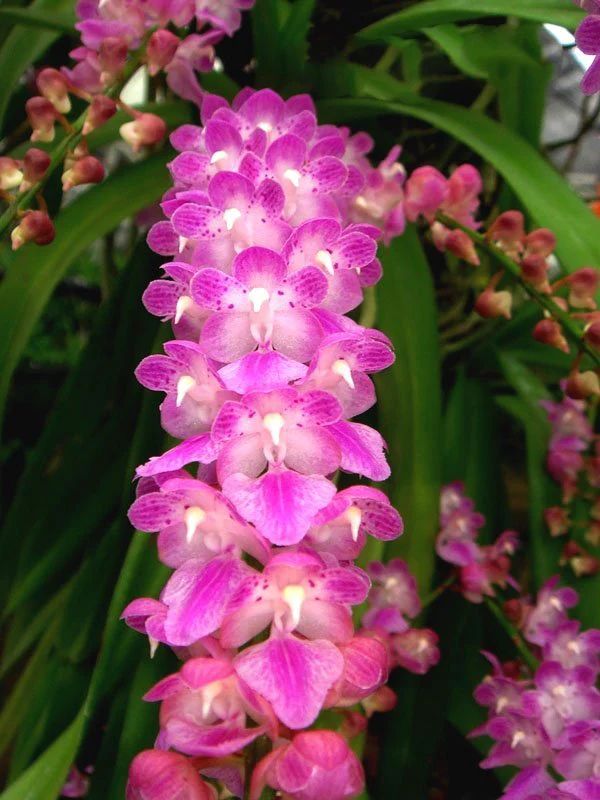 Exquisite Blossoms: Orchids of assam