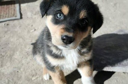 Bhutan's Canine Heritage: A Glimpse into Unique Dog Breeds Amidst the ...