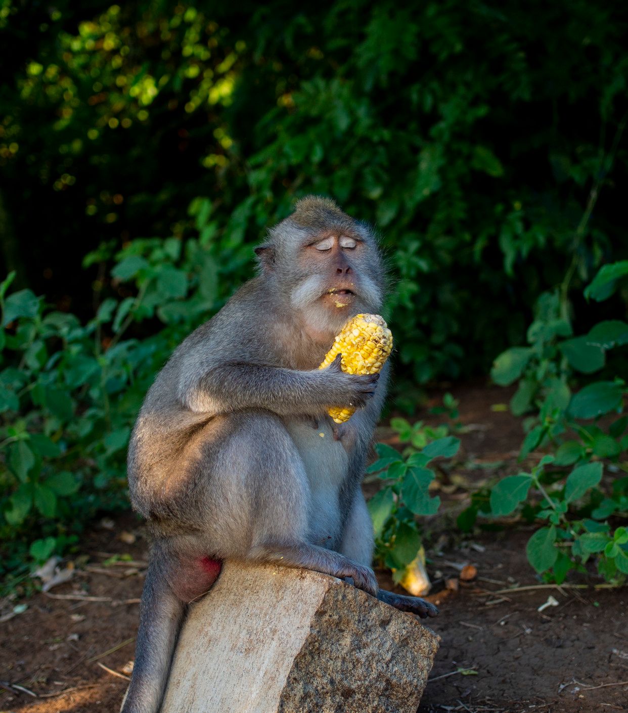 What Animals Eat Corn?