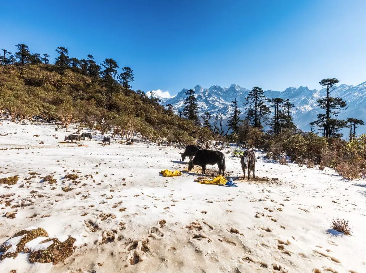 Enchanting Wonders of Kanchendzonga National Park: A Himalayan Paradise