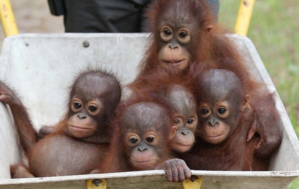 Humble Animals In The World