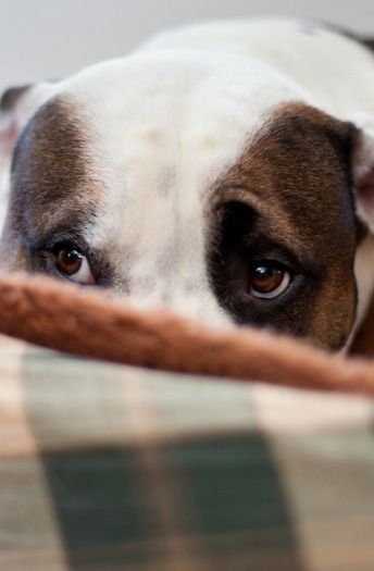 Most Anxious Animals