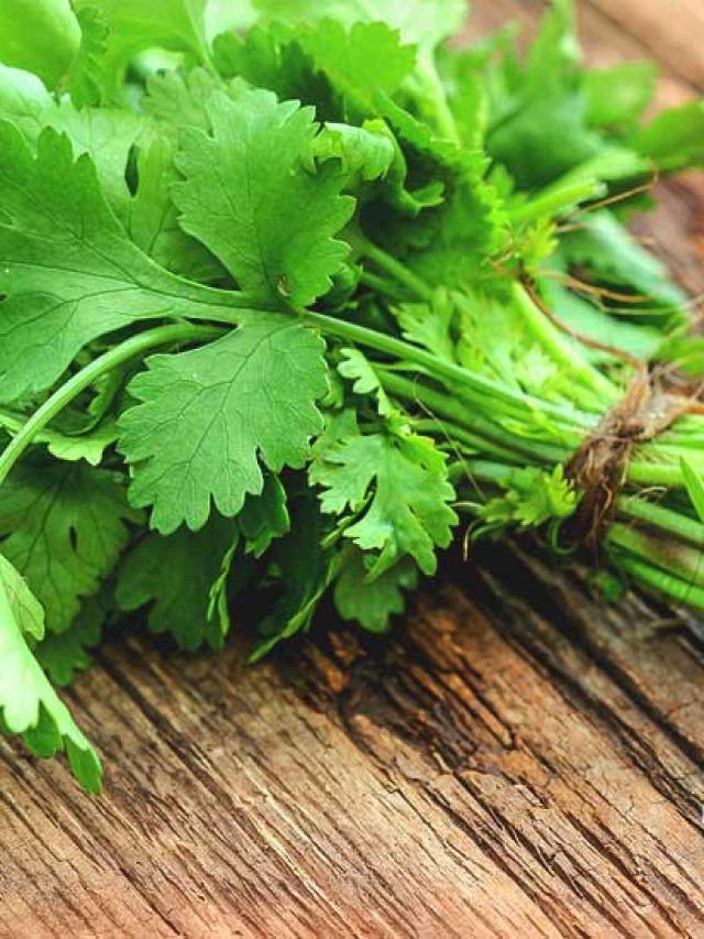 Health Benefits Of Coriander Leaves