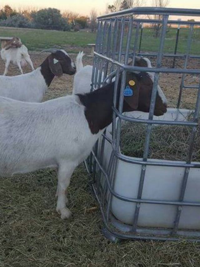 बकरियों के शेड में जरूर होनी चाहिए ये सुविधाएं, पशुपालक जान लें ...