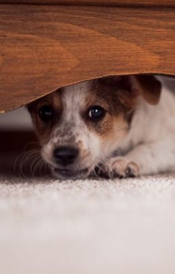 How Dogs Behave When They Sense Evil