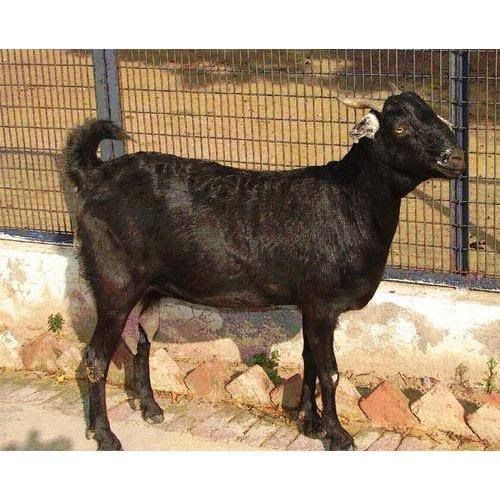 'गरीब की गाय' है मारवाड़ी नस्ल की बकरी, जानें इसको - How is poors cow ...