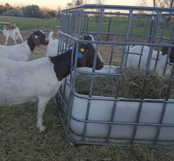 10 बकरी पालने के लिए कैसी होनी चाहिए तैयारी? जानिए - 10 what should be ...