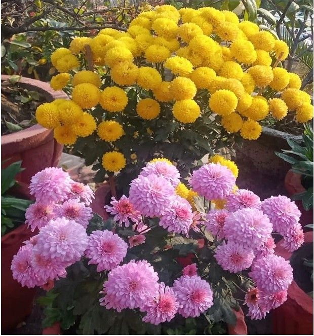 नवंबर में गार्डन को सुंदर बनाएंगे ये रंग बिरेंगे फूल - These colorful ...