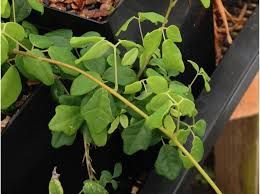 Sneaky facts about the world's most unique 'Mimic Plant'