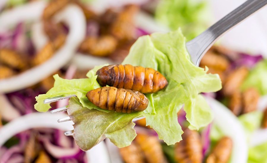 Edible Insects You Should Try