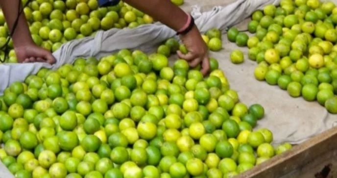 পাতিলেবু মোটেও পাতি নয়, ১০ টাকার লেবুতেই ঘাপটি মেরে কোটি টাকার গুণ ...