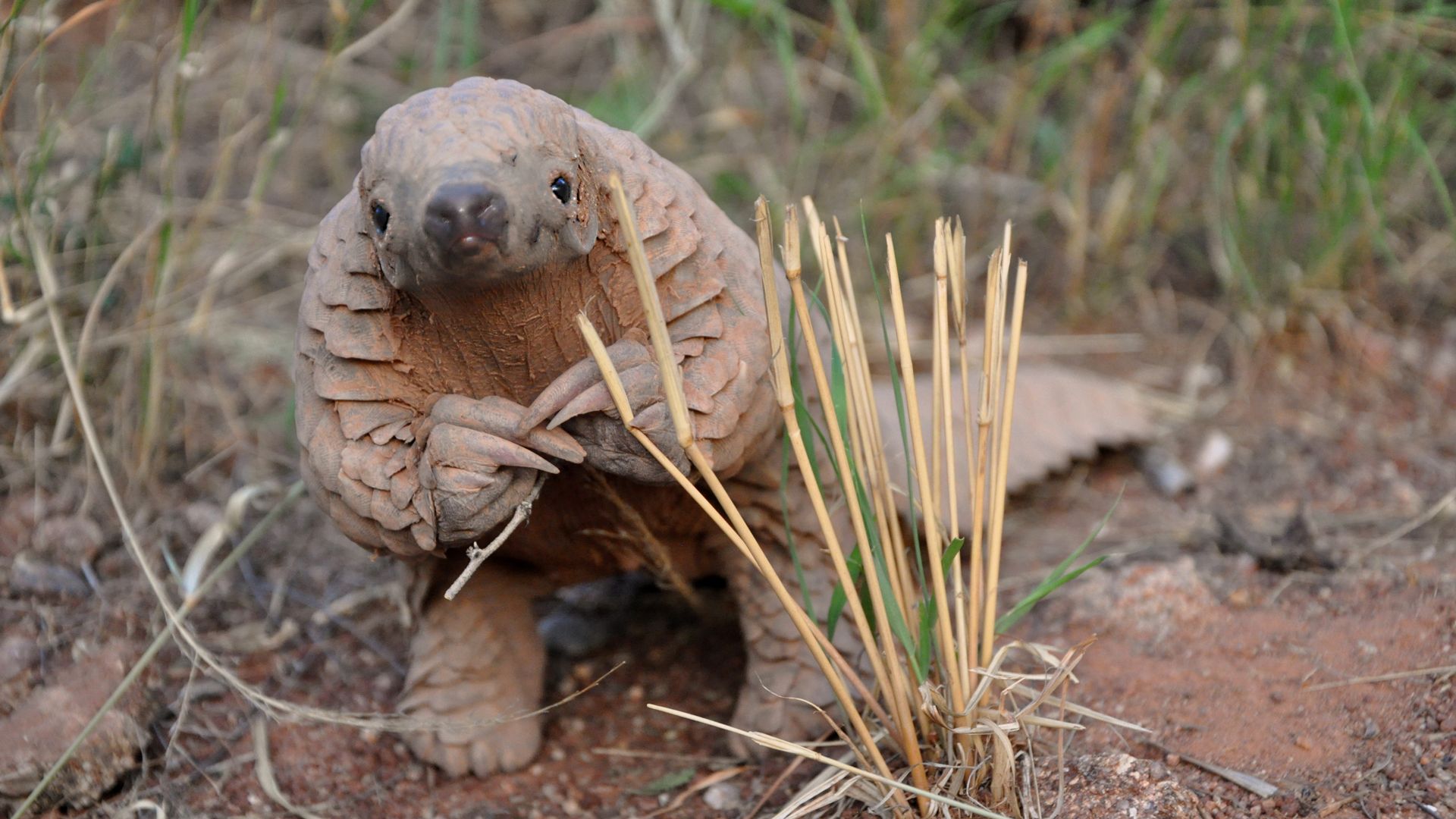Most Boring Animals In The World