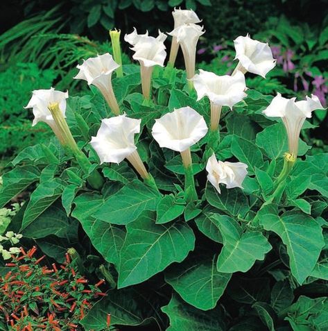 शिव जी को प्रिय धतूरा के पेड़ को घर में कैसे लगाएं? - How to plant ...