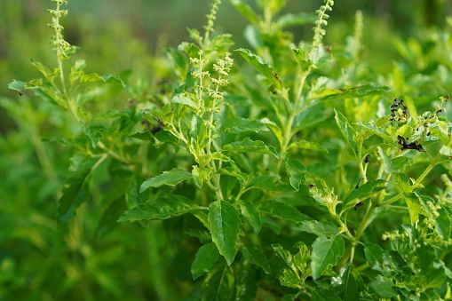 रामा-श्यामा से स्वीट तुलसी तक... 5 तरह के होते हैं Basil Plants - Basil ...