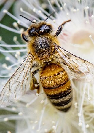 Bees with the most painful stings
