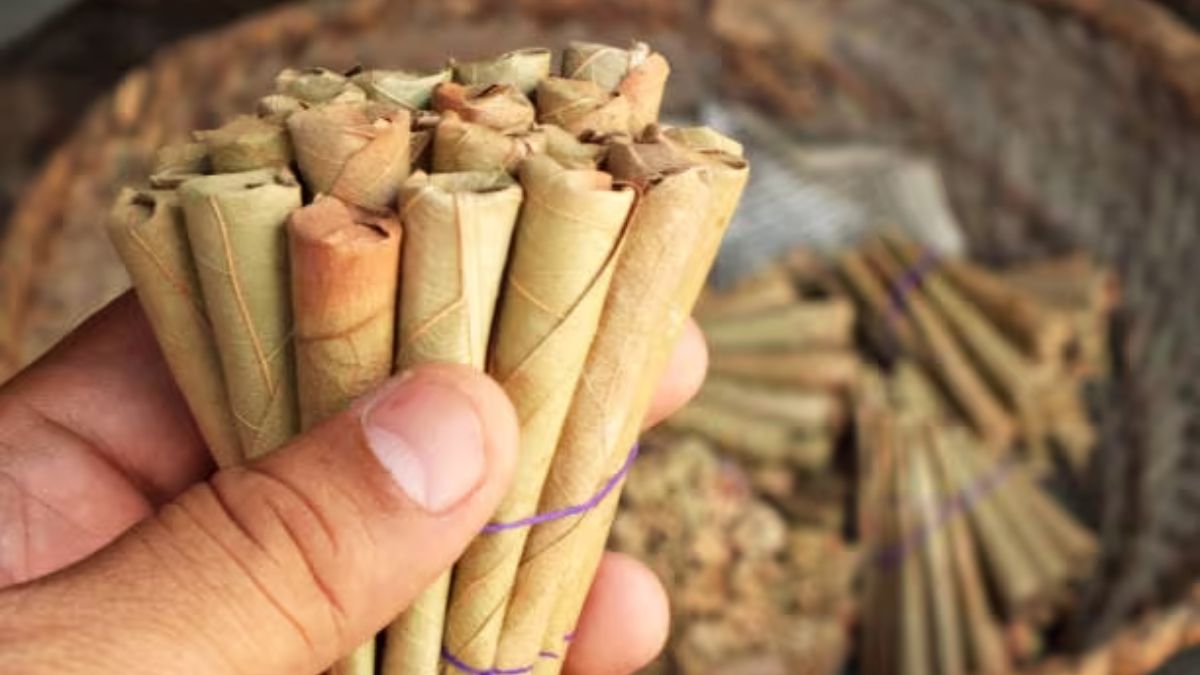 খুশখুশে কাশি কমছেই না? এই পাতার ‘বিড়ি'-তে নিরাময় - Seasonal dry cough remedy bay leaf roll ...