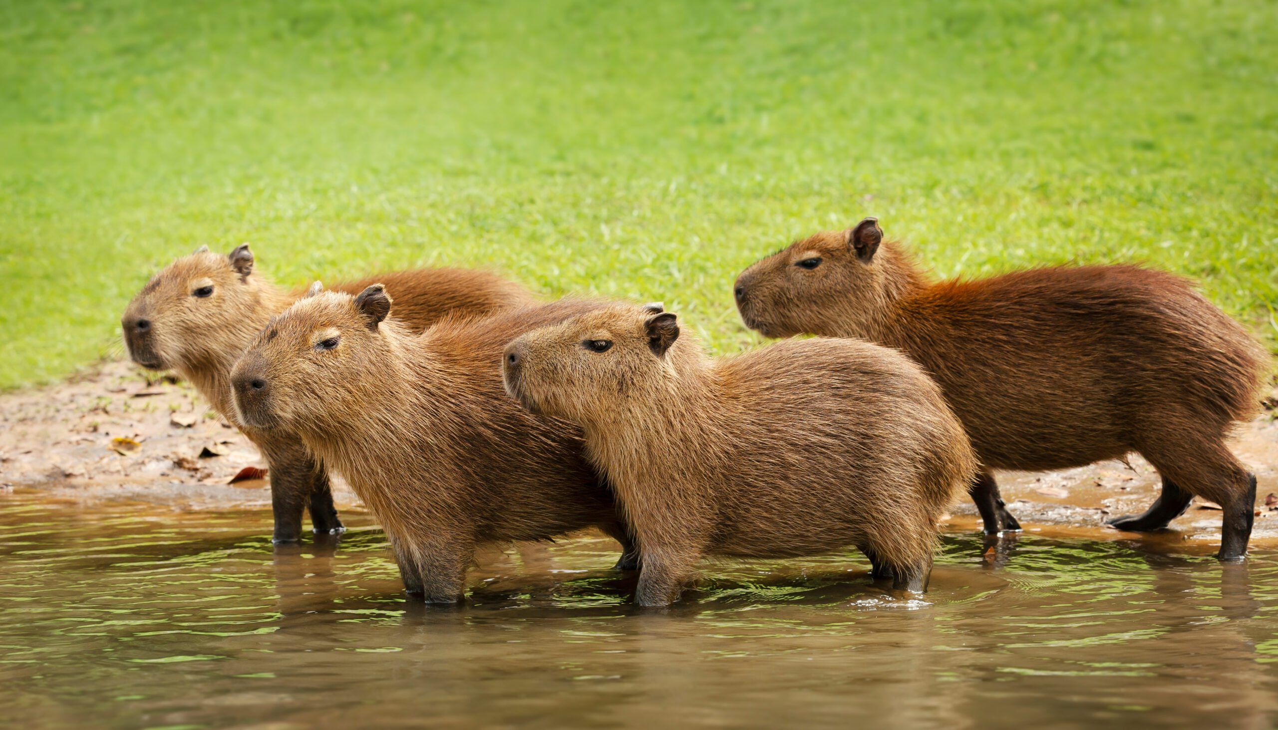 “Why Capybaras Are the World’s Most Lovable and Peaceful Animals” – New ...