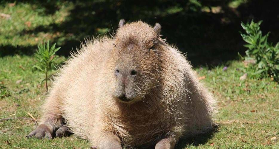 Meet the Capybara: The Friendliest Animal on Earth