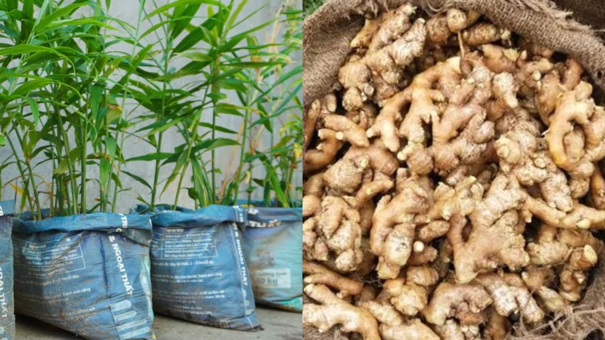 বাড়িতে বস্তাতেই হবে কেজি কেজি আদা, রইল দুর্দান্ত টিপস - Ginger farming ...