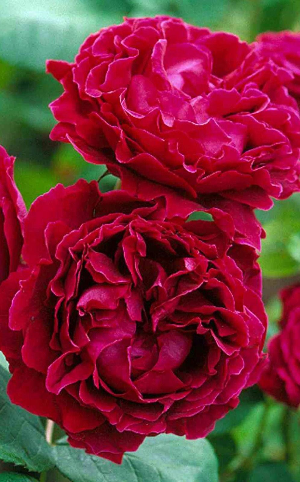 Royal Flowers of the World