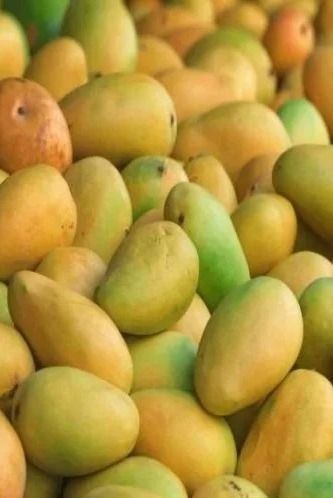 Indian Mangoes with GI Tags