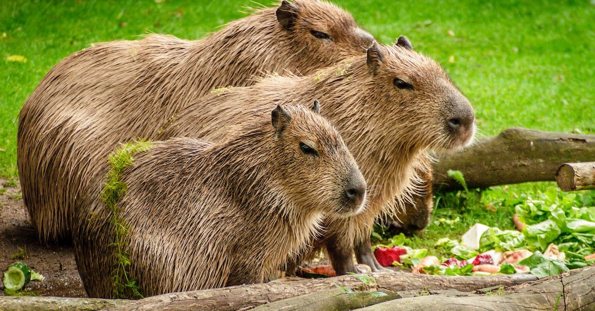Meet the Capybaras: One of Earth's chillest animal