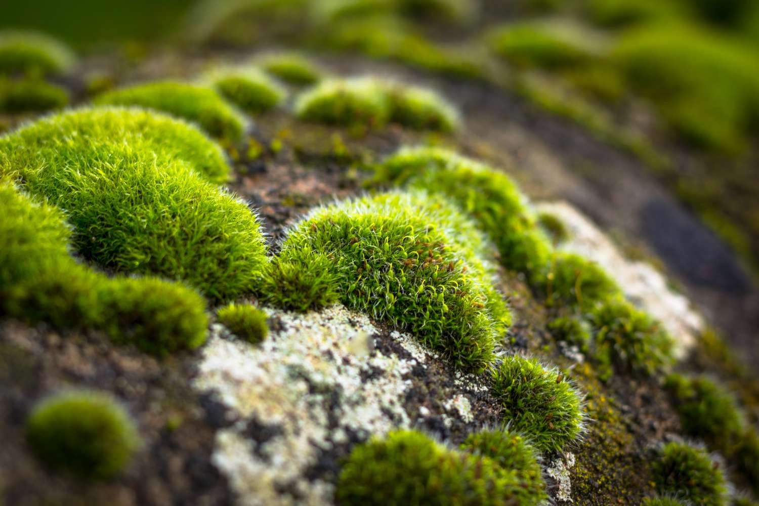 Interesting facts about the ancient plant - Moss