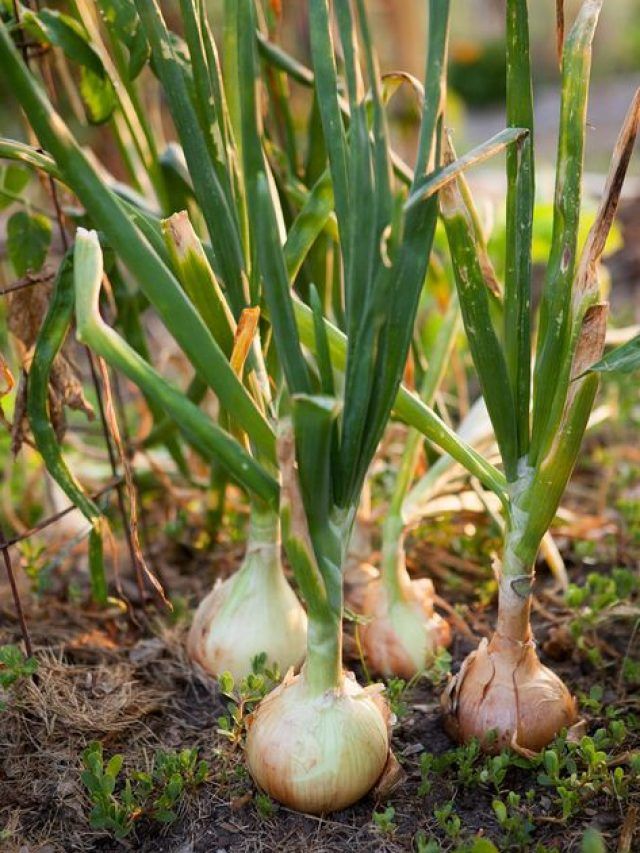 रबी सीजन में उगाई जाती हैं ये खास सब्जियां, जानें नाम - Special ...