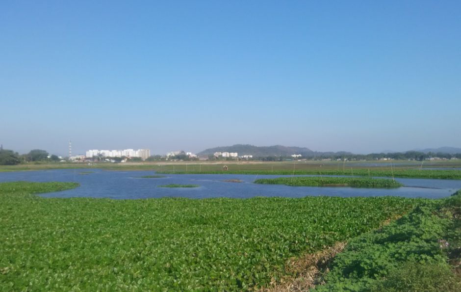 Why Deepor Beel is a Treat for Bird Watchers?