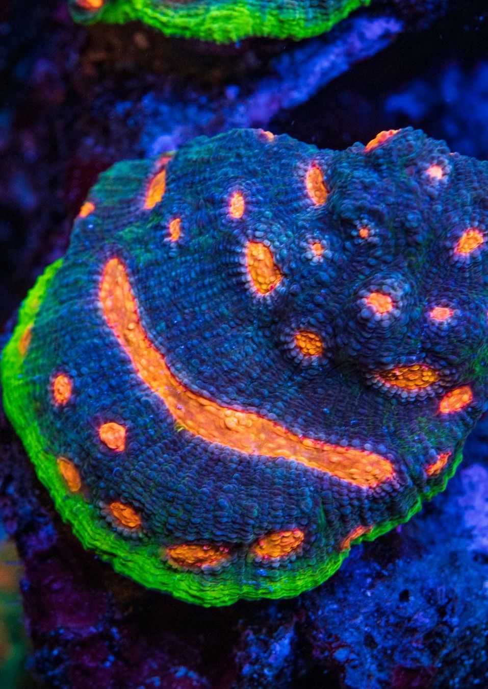 Most Expensive Corals on Earth