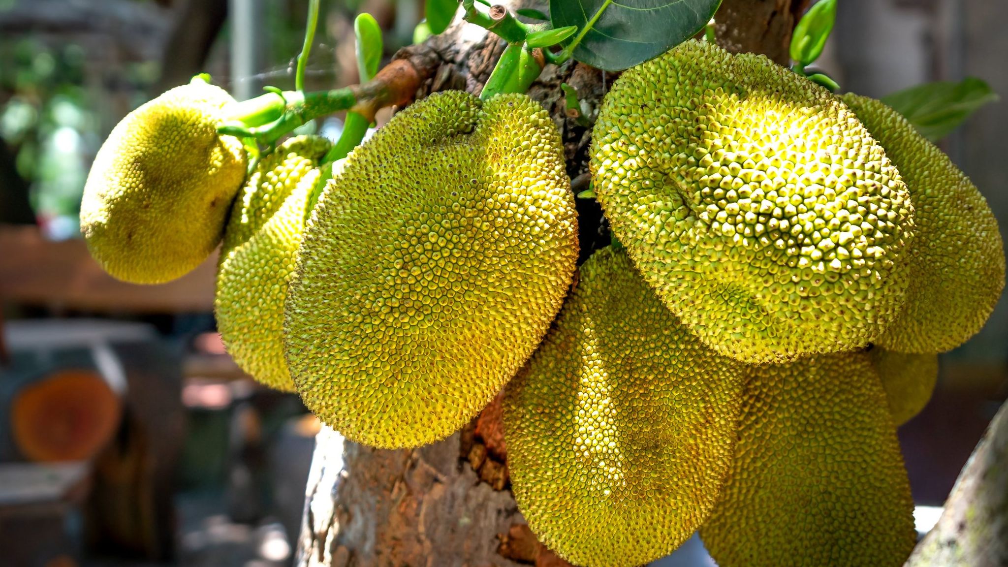 Jackfruit Benefits Is Jackfruit Good For Diabetes?