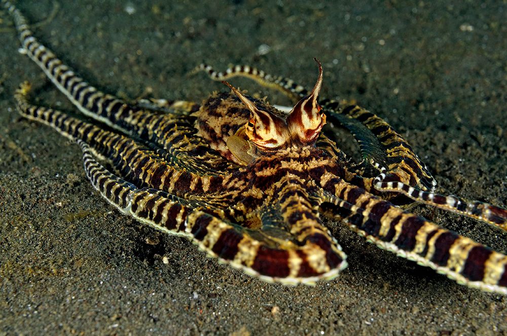 Mimic Octopus: Master of impersonation