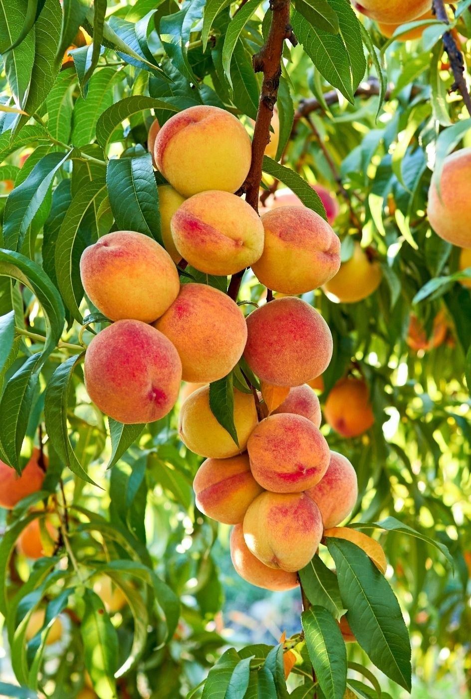 Surprising Health Benefits of Peaches