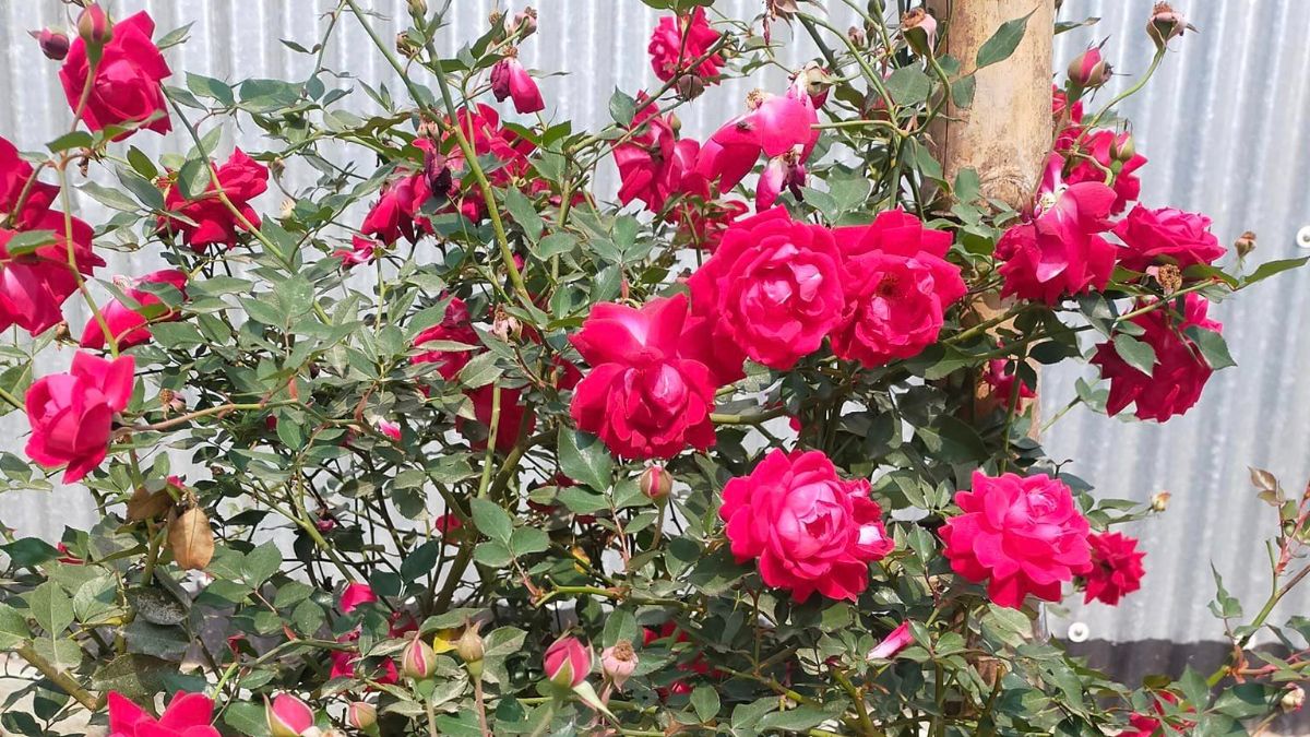 গোলাপ গাছ বাঁচে না? রইল মালীর টিপস - How to take care of rose golap ...