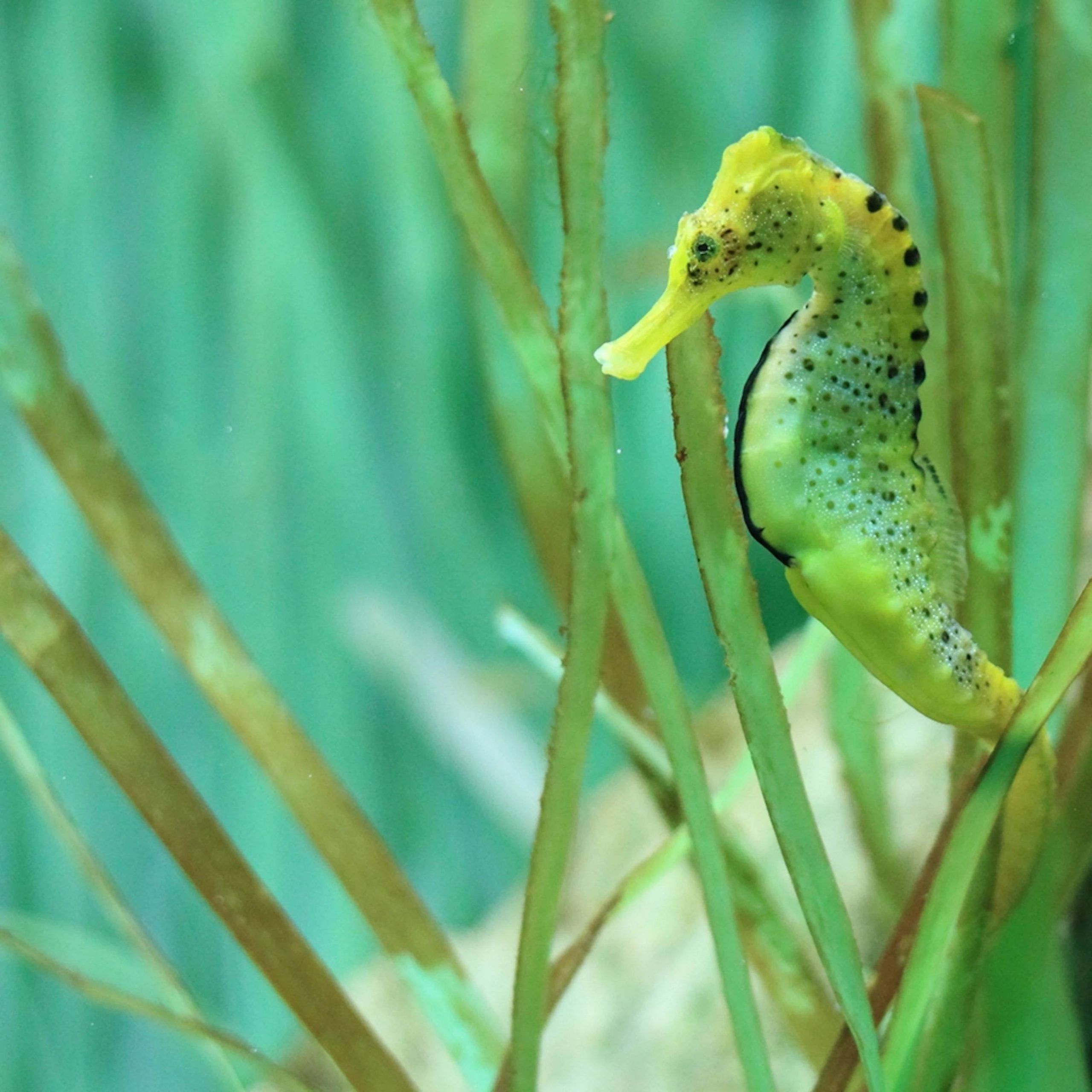Seahorses: Some Facts You Did Not Know