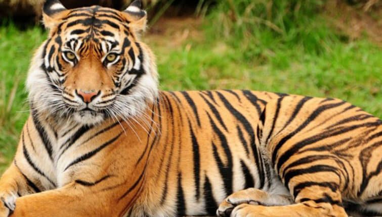 Where are Tigers Found in Assam?