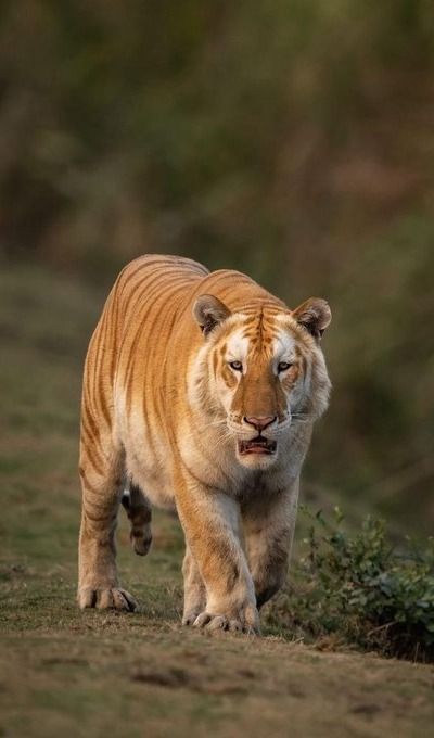 Rare Golden Tiger in Kaziranga National Park