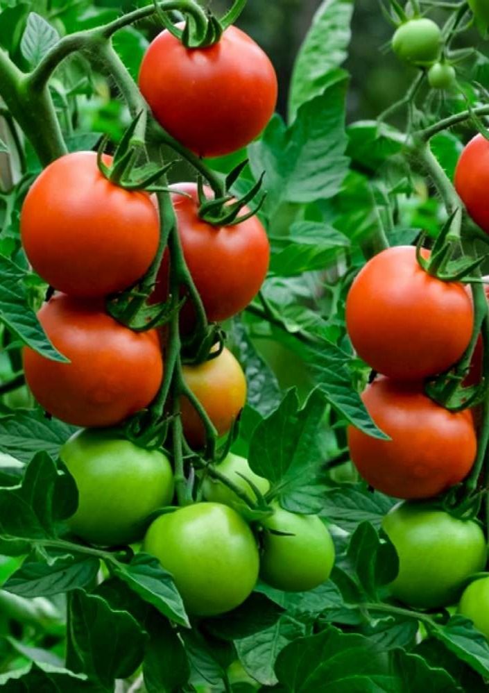 Vegetables that originated outside India