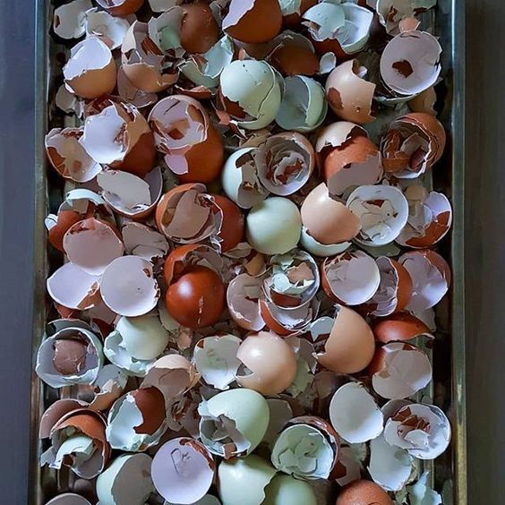 अंडे के छिलकों से होगी आपके गार्डन की ग्रोथ, जानिए कैसे? - Benefits of ...