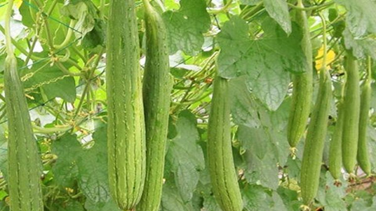 फरवरी के महीने में गमले में उगाएं गिलकी, जानें पूरा प्रोसेस - How to ...