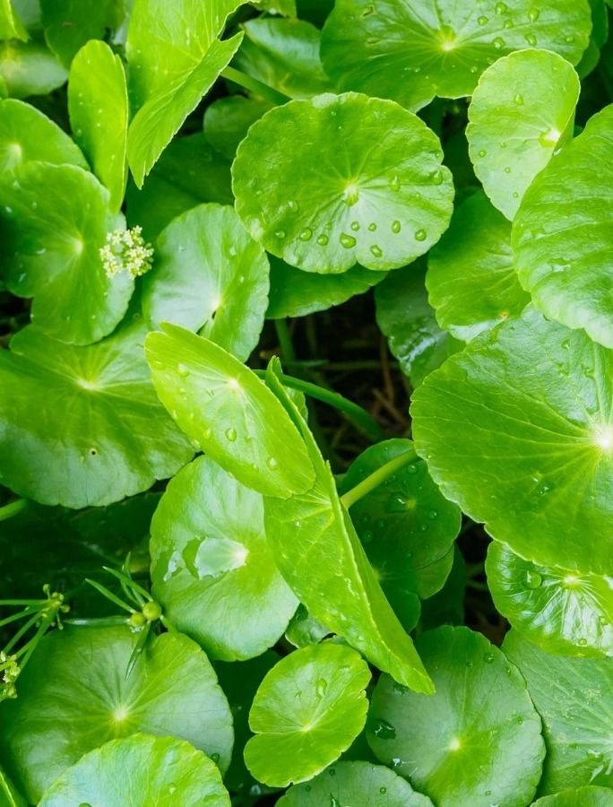 Health Benefits of Centella asiatica