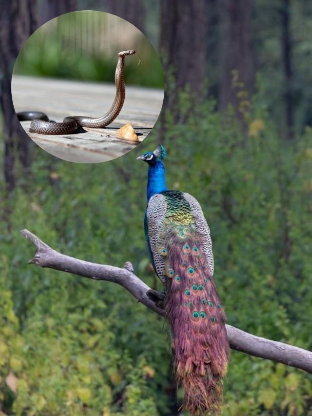 क्या सचमुच मोर सांप खाता है? जानें इसकी सच्चाई - Does a peacock really ...