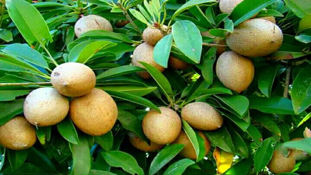 गमले में भी उगाया जा सकता है चीकू, बेहद आसान है तरीका - How to grow ...