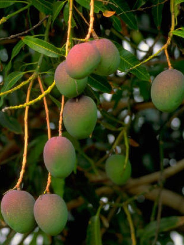 പച്ചമാങ്ങയിൽ ഒട്ടേറെ ആരോഗ്യഗുണങ്ങൾ