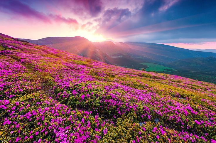 उत्तराखंड के फूलों की घाटी को मिला खास सम्मान, जानें क्या - Uttarakhand ...