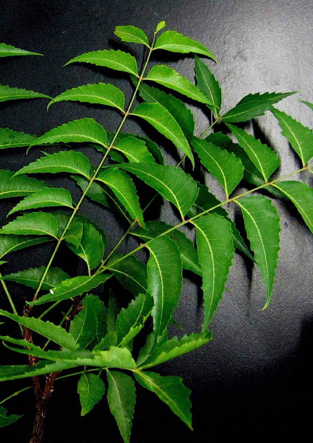 Why we should add Neem Leaves to our Diet?