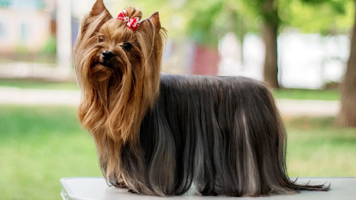 Dog breeds that have shiny, flowing coats of hair