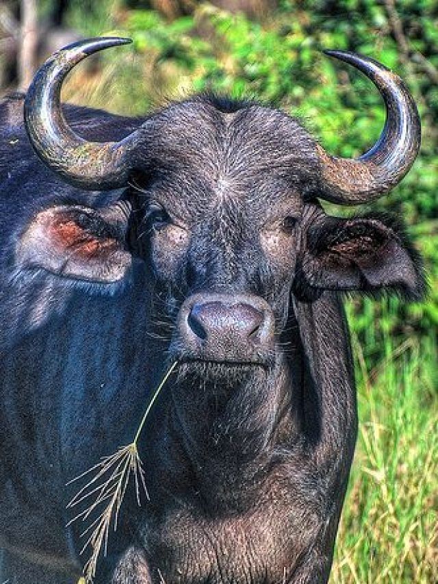भैंस के लिए पोषण का बूस्टर डोज है ये आहार, घर पर ऐसे बनाएं